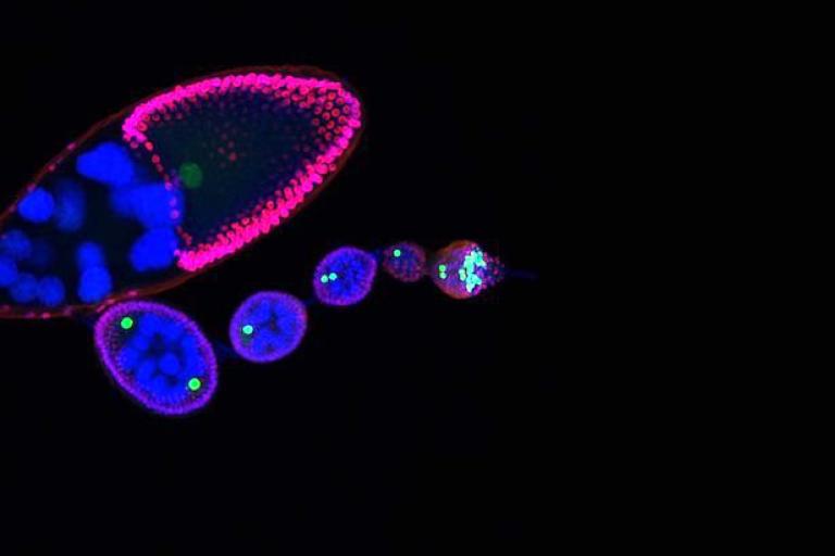 Sieber Lab | UT Southwestern, Dallas, Texas