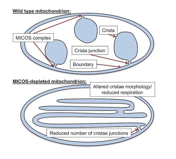 ResearchOld | Friedman Lab | UT Southwestern, Dallas, Texas